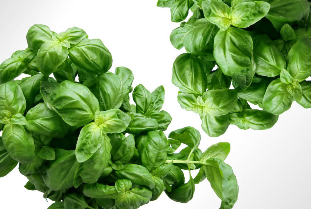 Learn about Different Species of Basil To Infuse with Your Water ...