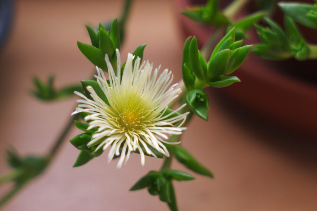 Kanna (Sceletium Tortuosum) Seeds – Nirvana Naturals